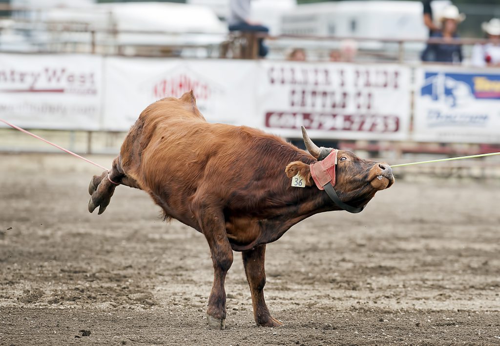Let's end rodeo cruelty in Chilliwack - Vancouver Humane Society
