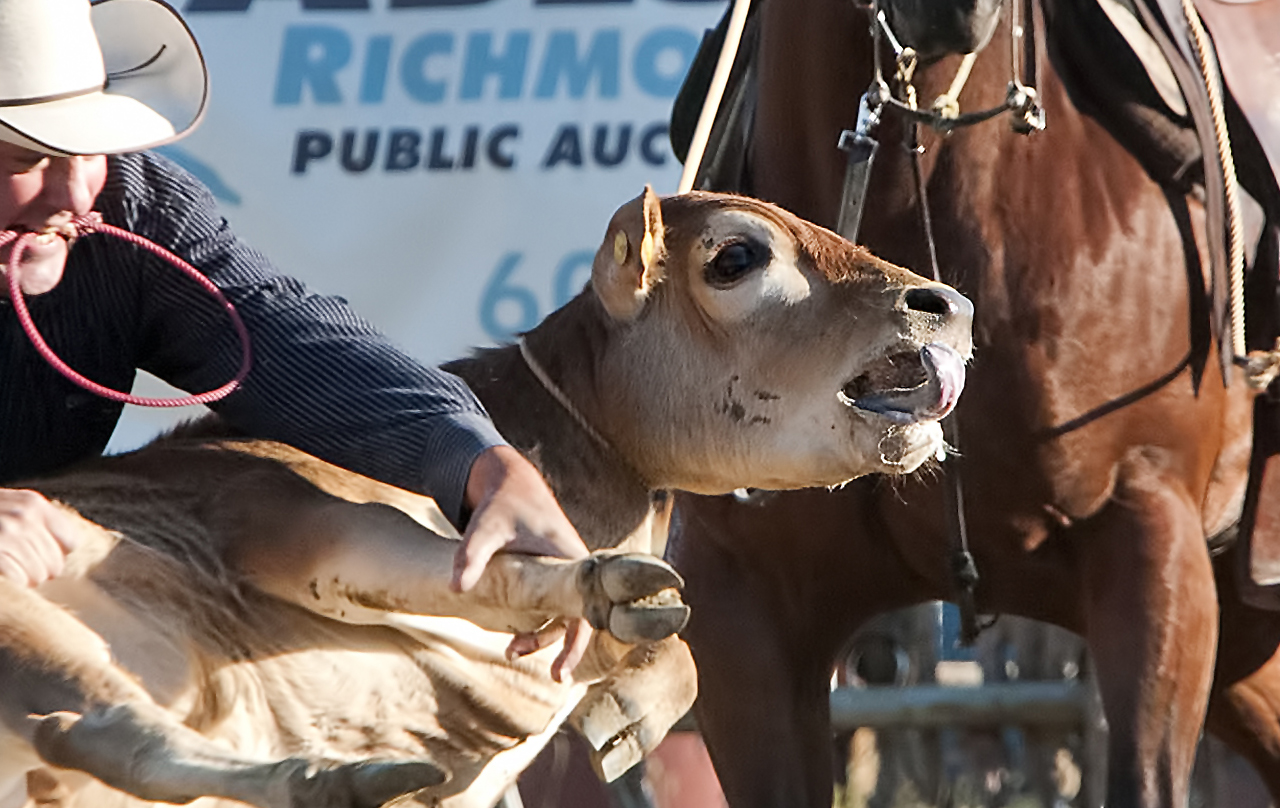 Let's end rodeo cruelty in Chilliwack - Vancouver Humane Society